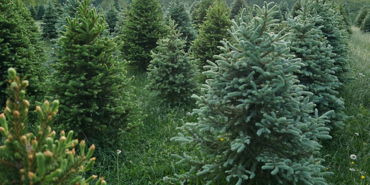 Comment faire un beau sapin de Noël : tous nos conseils